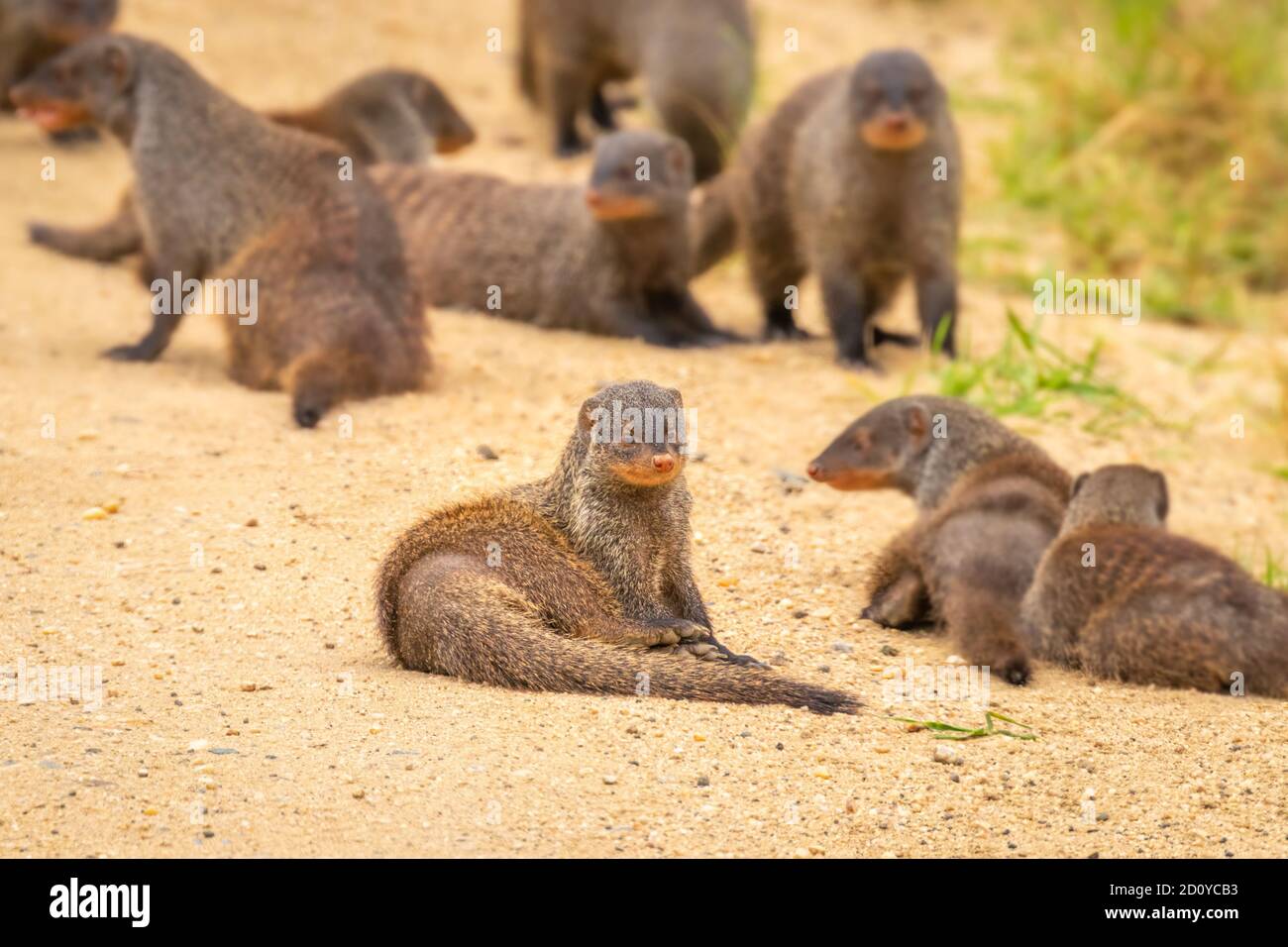 Large family troop of Banded Mongoose (Mungos mungo), Queen Elizabeth ...