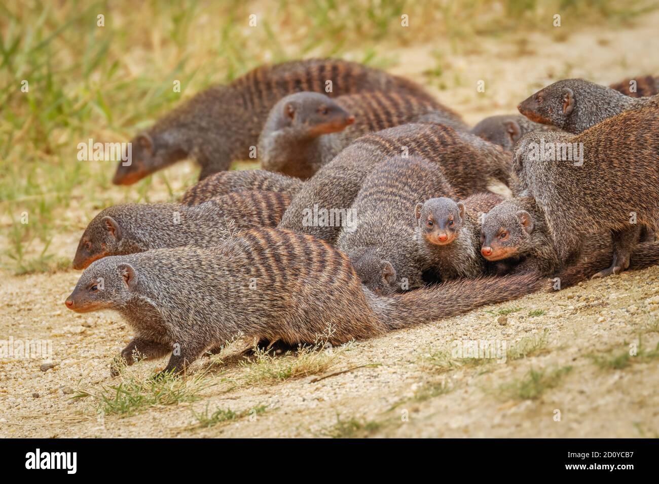 Large family troop of Banded Mongoose (Mungos mungo), Queen Elizabeth ...