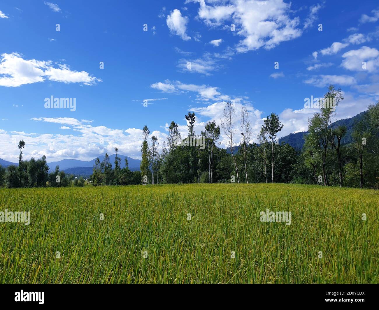 Paddy fields golden yellow and green. landscape nature huge beautiful ...