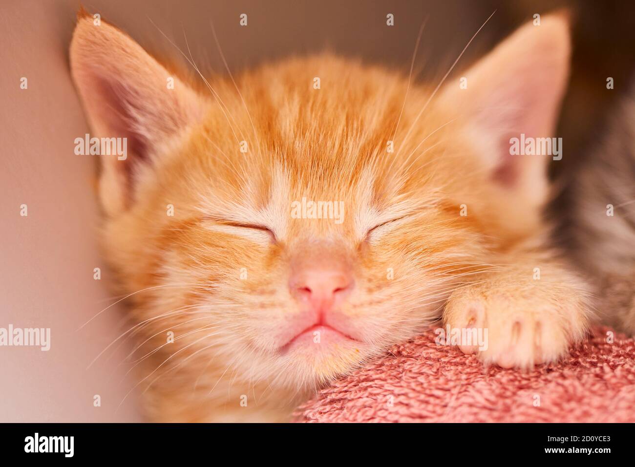 Cute Orange Kitten Pictures
