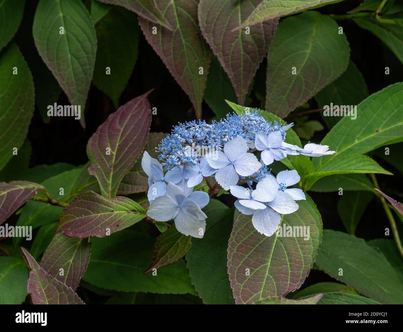 Lace cap hydrangea hi-res stock photography and images - Alamy