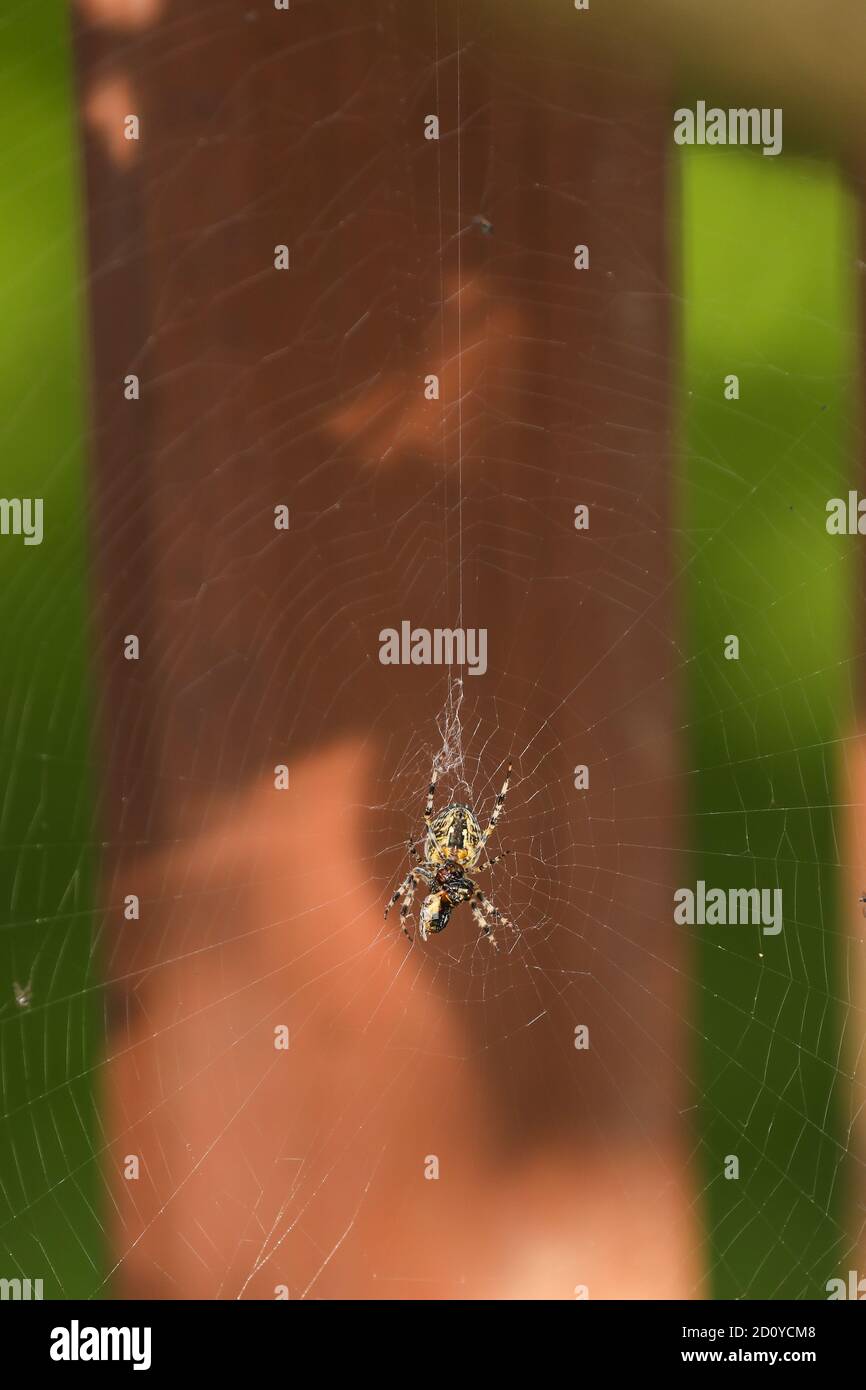 Fly caught in spiderweb hi-res stock photography and images - Alamy