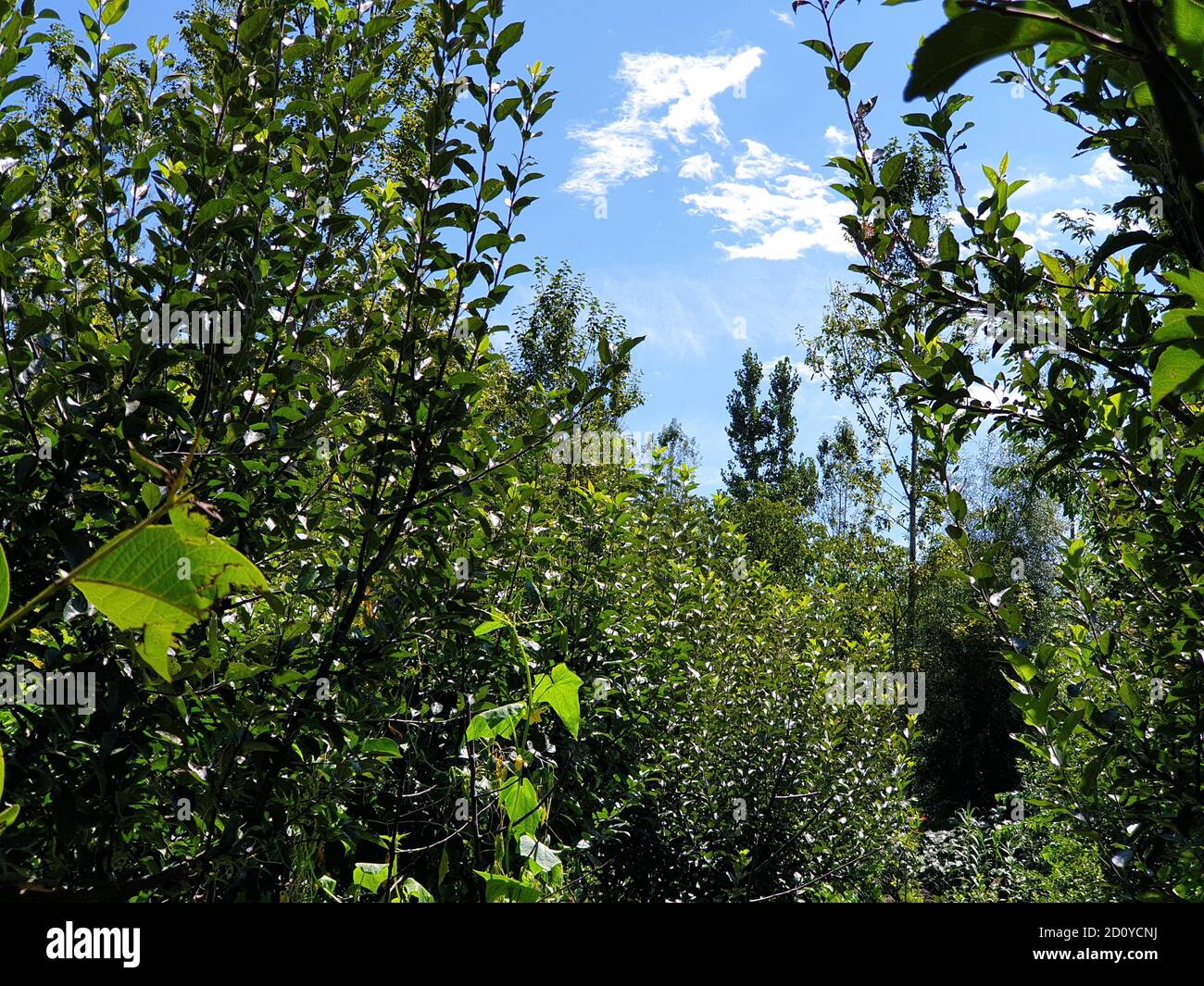 Paddy fields golden yellow and green. landscape nature huge beautiful ...