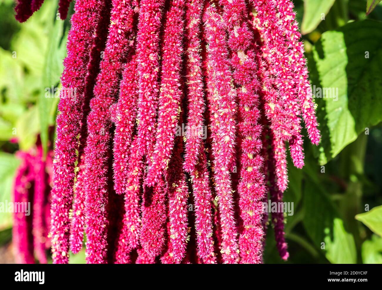 Closeup of amaranth plants surrounded by green leaves during daylight ...