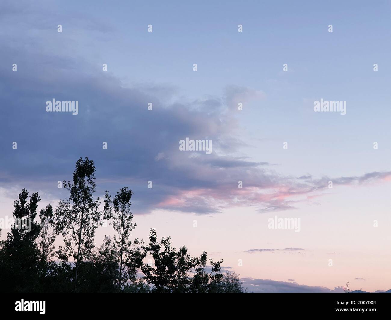 Paddy fields golden yellow and green. landscape nature huge beautiful ...