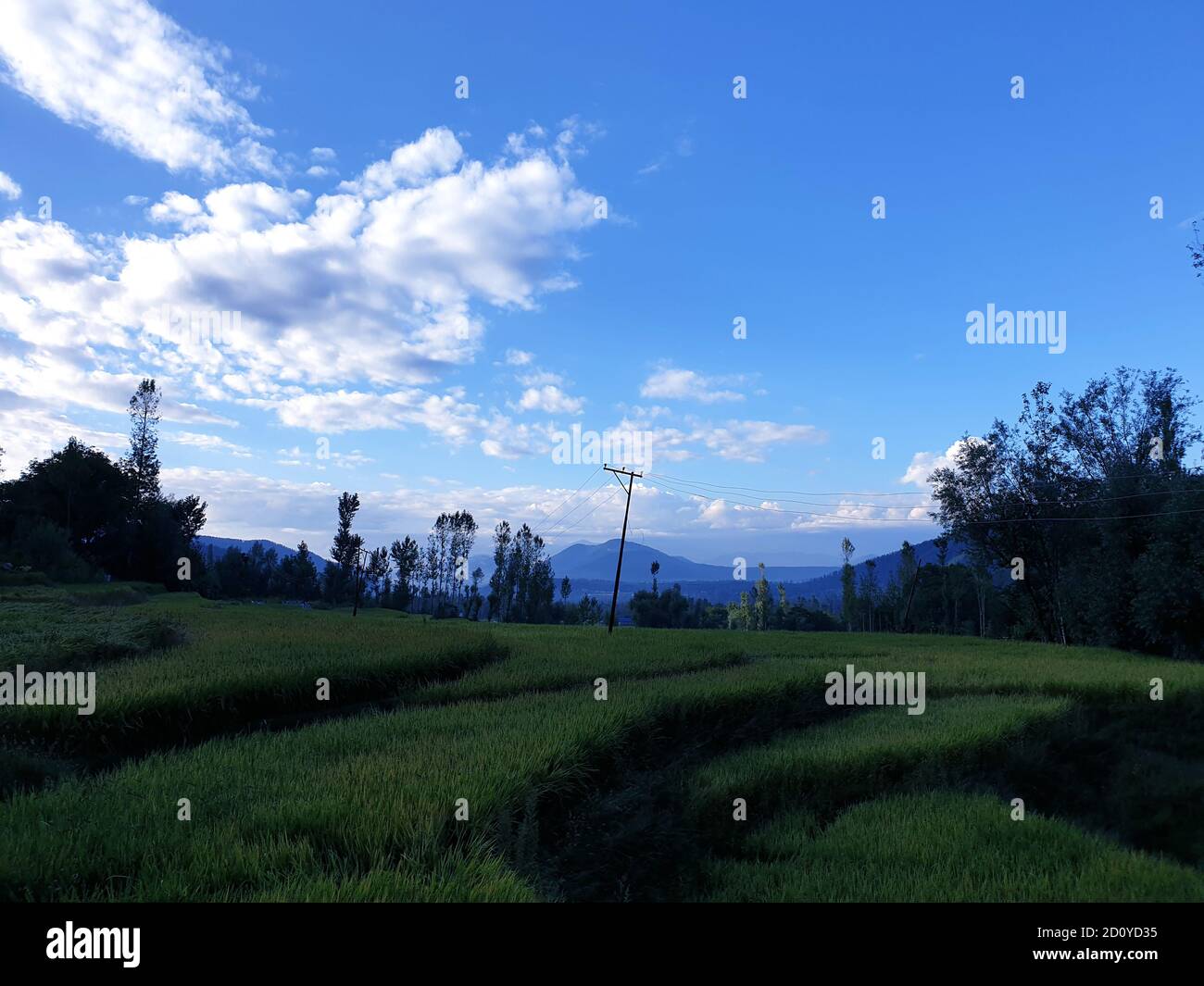 Paddy fields golden yellow and green. landscape nature huge beautiful ...
