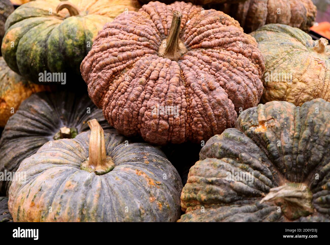 Pile of multi-color rough skin pumpkins with selective focus Stock ...