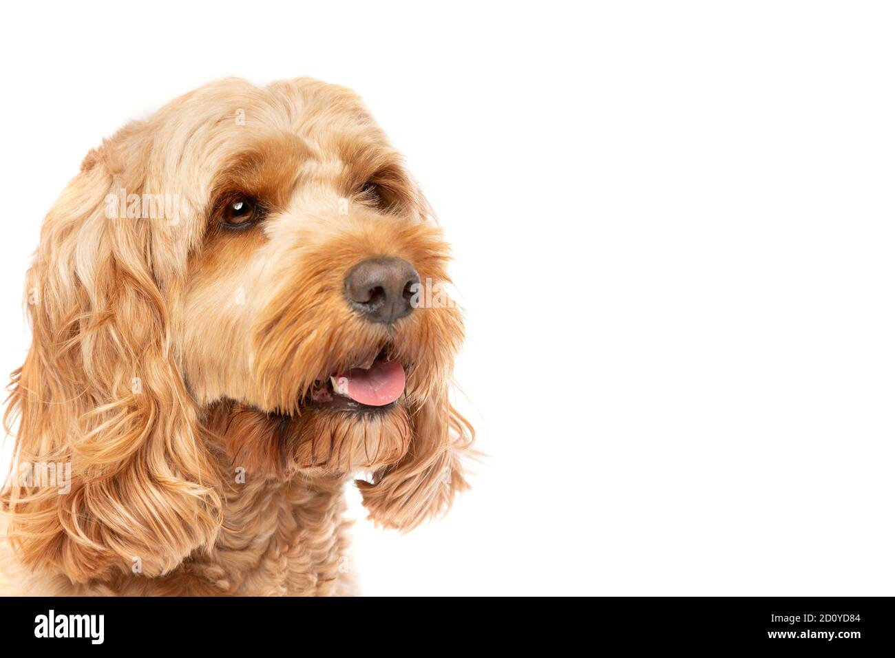 brown cockapoo dog in front of a white background Stock Photo - Alamy