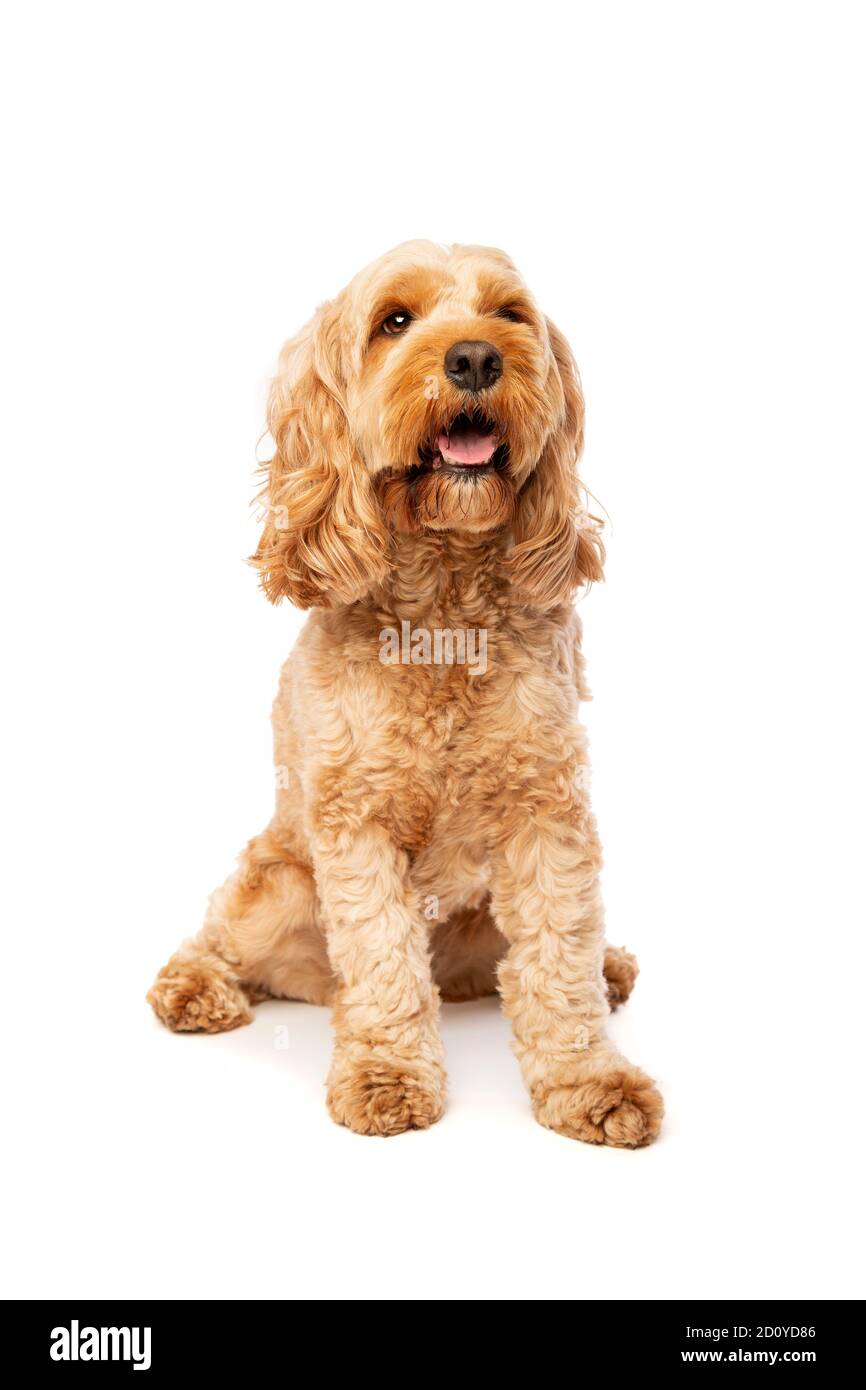 brown cockapoo dog in front of a white background Stock Photo - Alamy