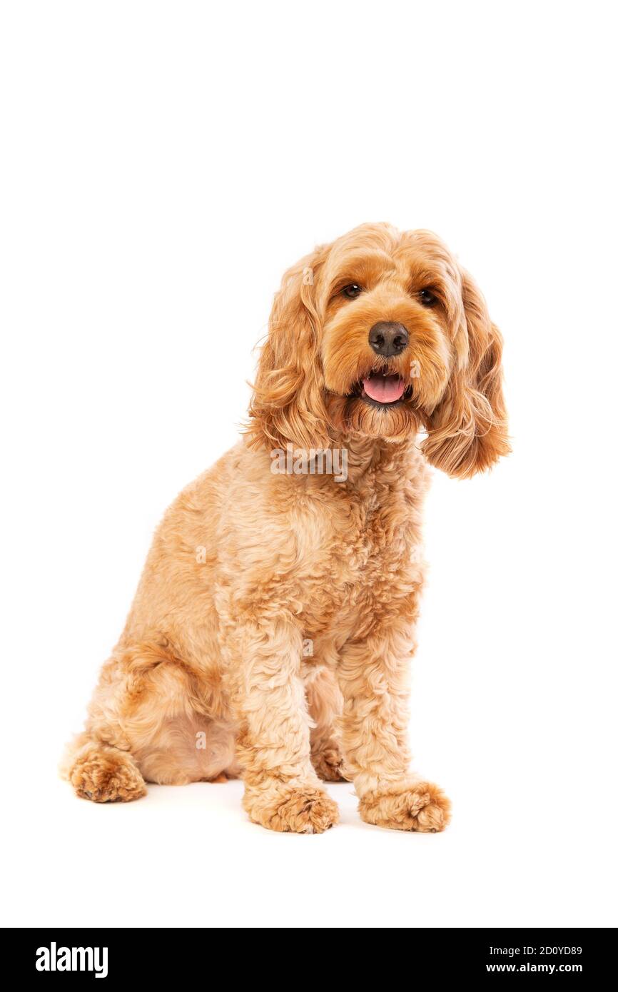brown cockapoo dog in front of a white background Stock Photo - Alamy