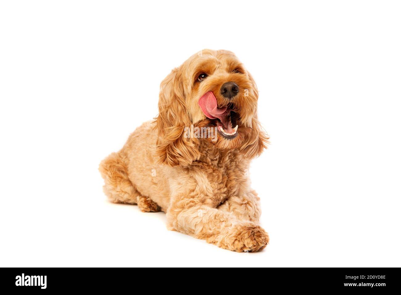 brown cockapoo dog in front of a white background Stock Photo - Alamy