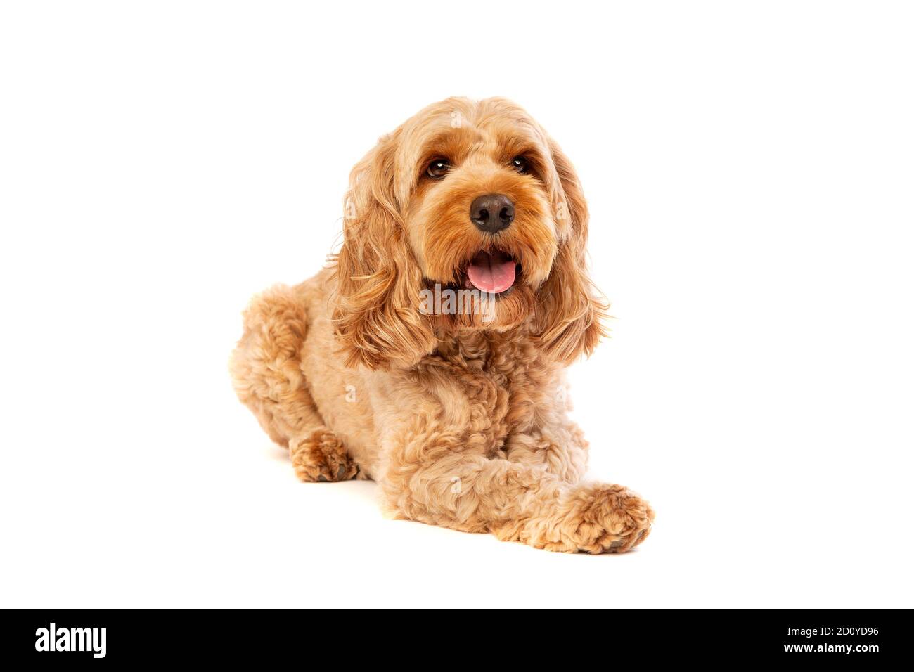 brown cockapoo dog in front of a white background Stock Photo - Alamy