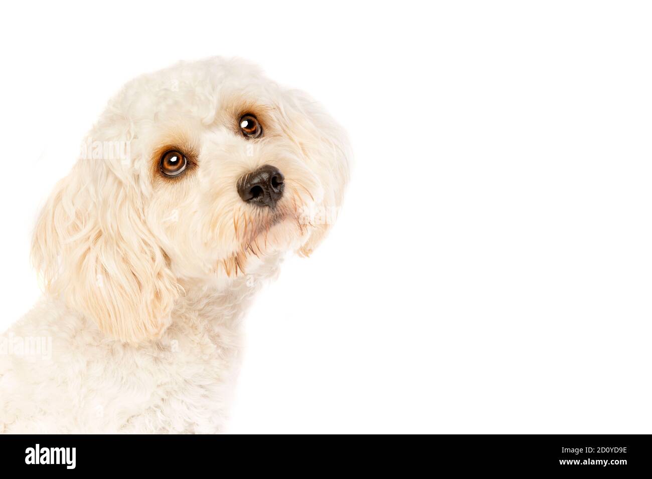 white mixed breed dog, cockapoo, in front a white background Stock ...