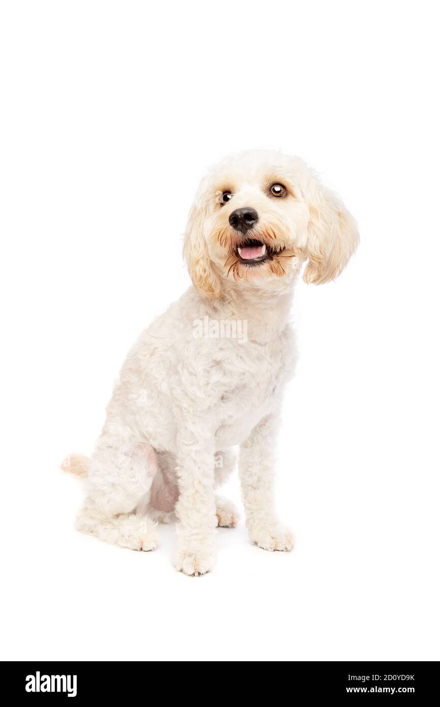 white mixed breed dog, cockapoo, in front a white background Stock ...