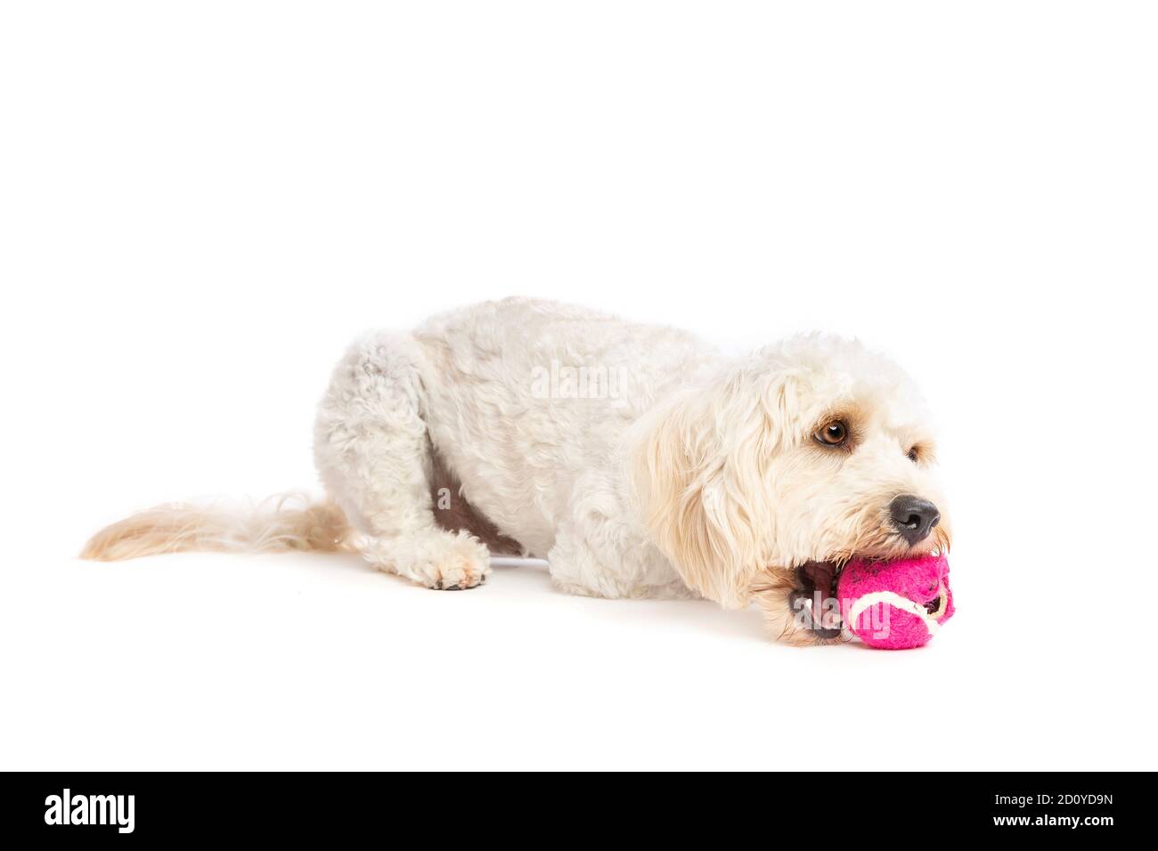 white mixed breed dog, cockapoo, in front a white background Stock ...