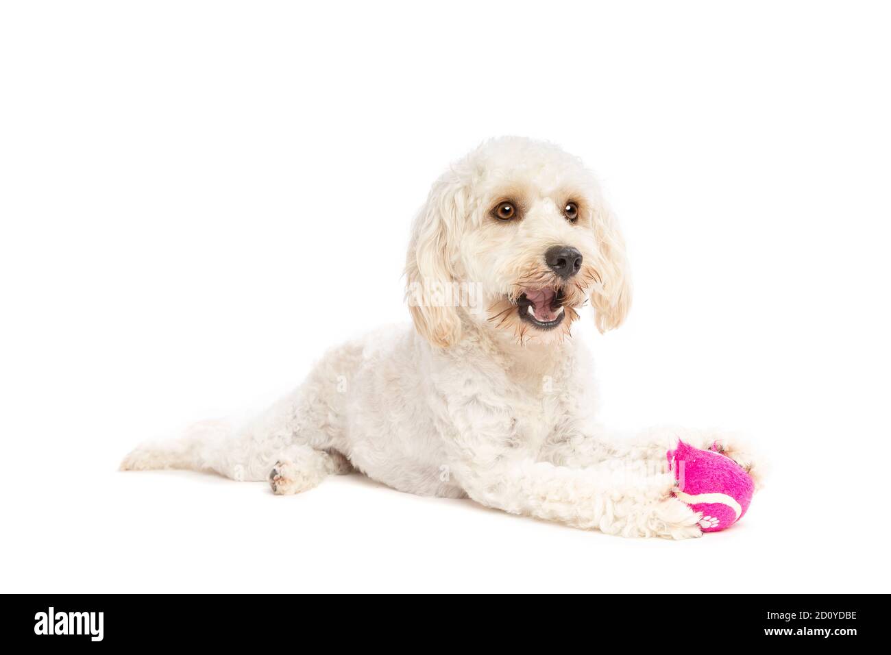 white mixed breed dog, cockapoo, in front a white background Stock ...