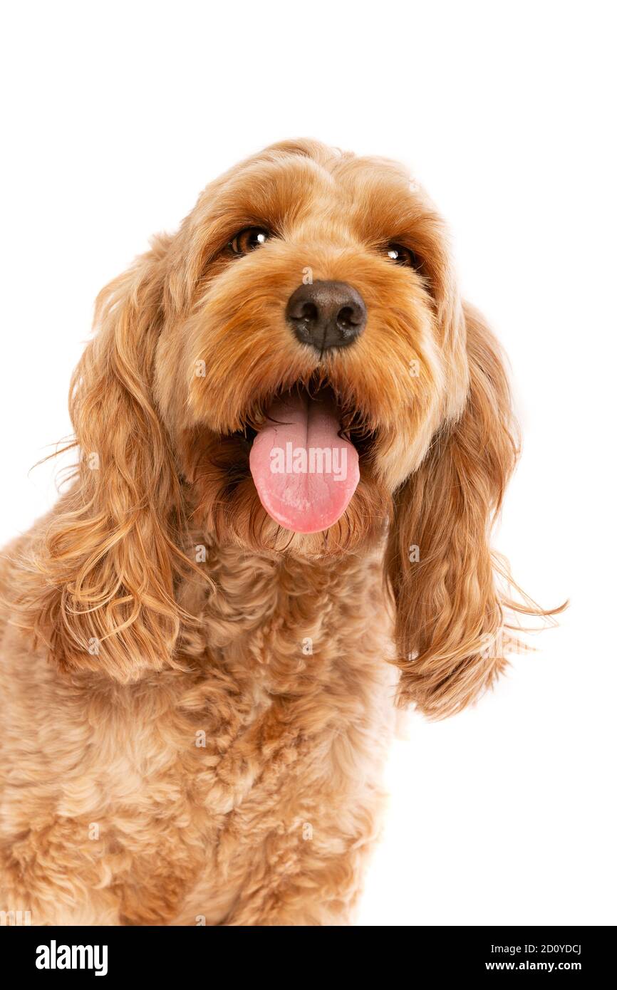 brown cockapoo dog in front of a white background Stock Photo - Alamy