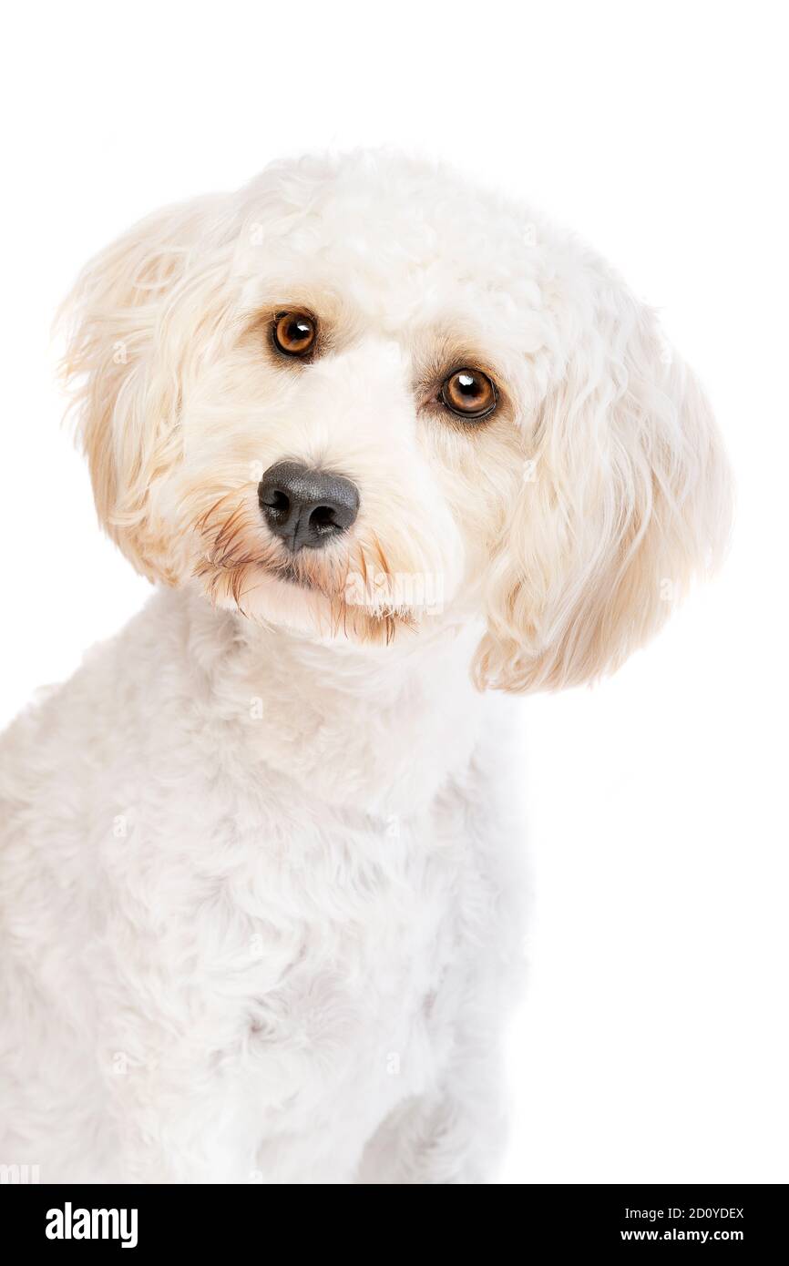 white mixed breed dog, cockapoo, in front a white background Stock ...