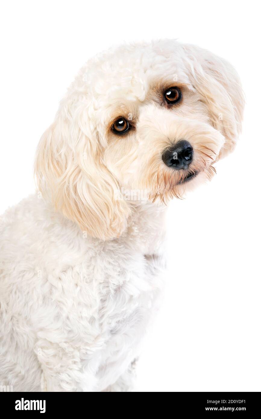 white mixed breed dog, cockapoo, in front a white background Stock ...