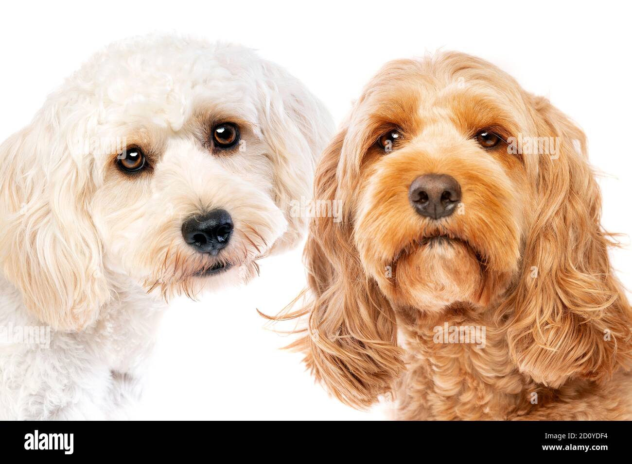 white mixed breed dog and a brown cockapoo dog in front of a white ...