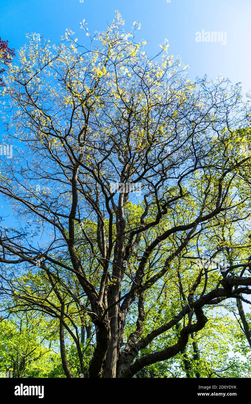 Tall mature tree hi-res stock photography and images - Alamy