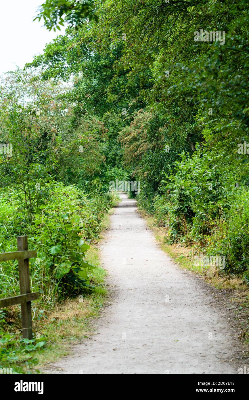 Small lane leading past hedgerows and trees at Stodmarsh nature reserve ...