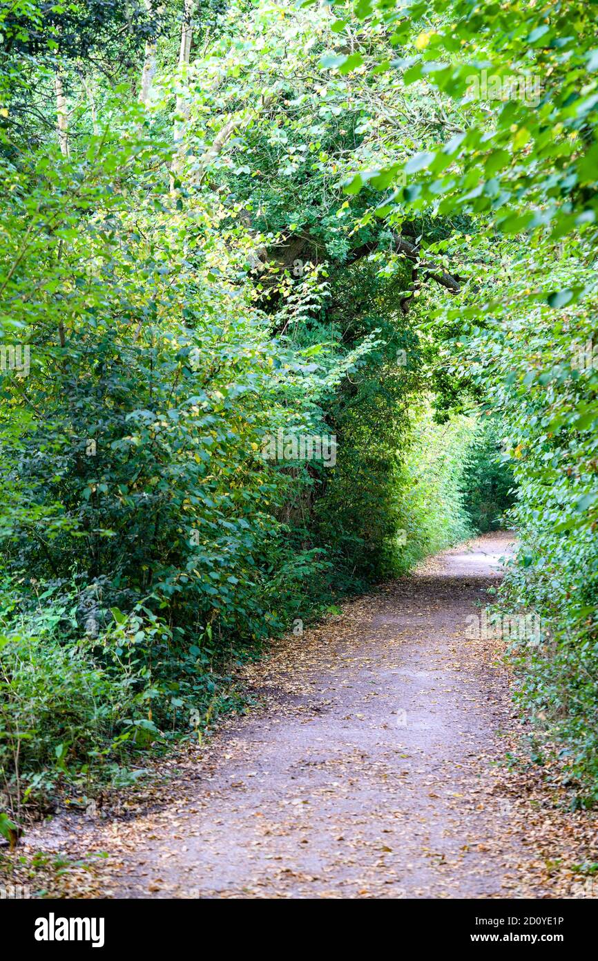 Small lane leading past hedgerows and trees at Stodmarsh nature reserve ...