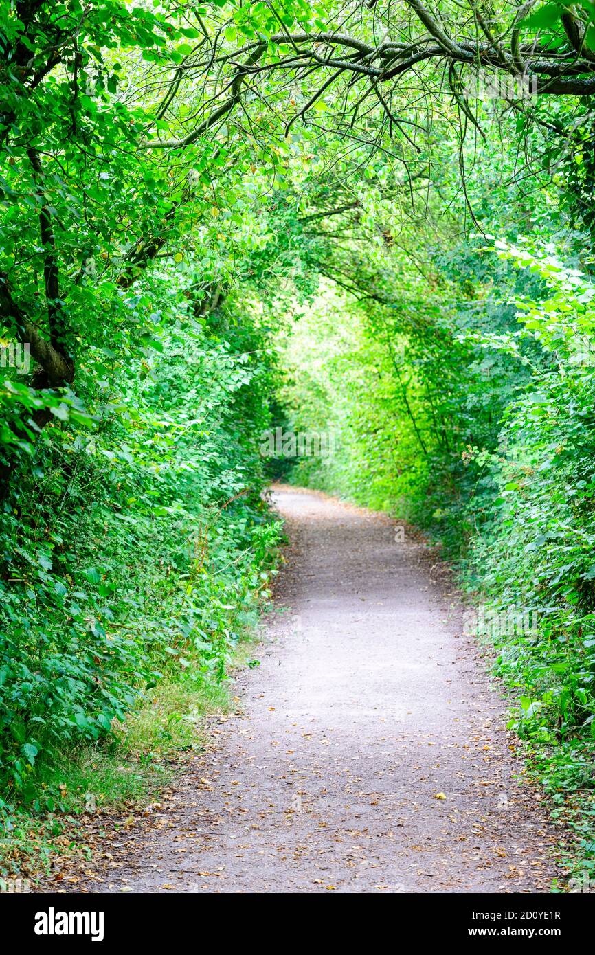 Small lane leading past hedgerows and trees at Stodmarsh nature reserve ...