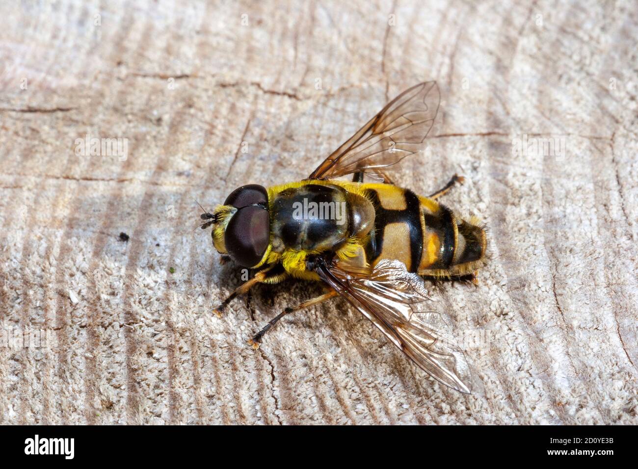 Close up view of hoverfly hi-res stock photography and images - Alamy