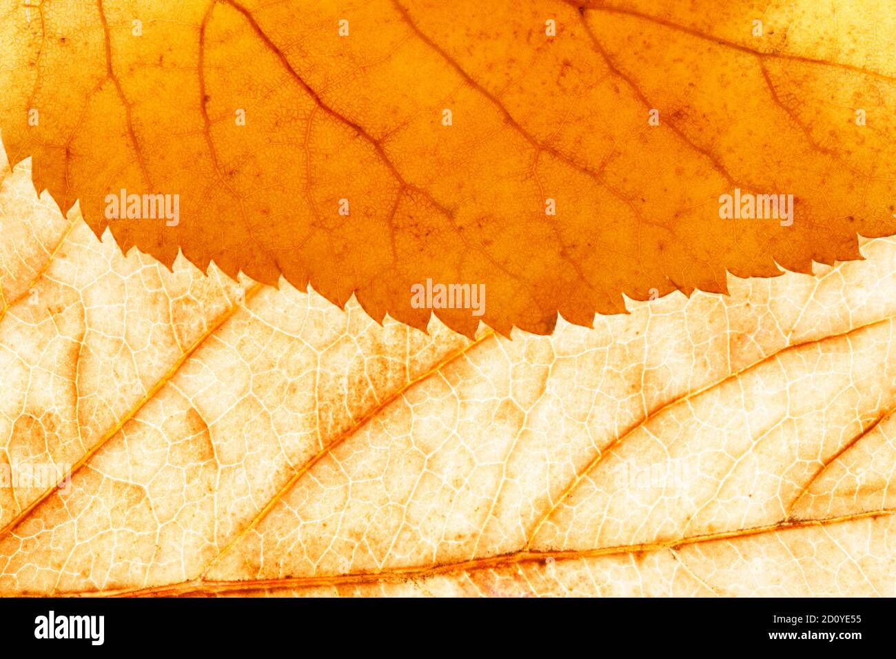 colored maple leaf close up. background for designer Stock Photo - Alamy