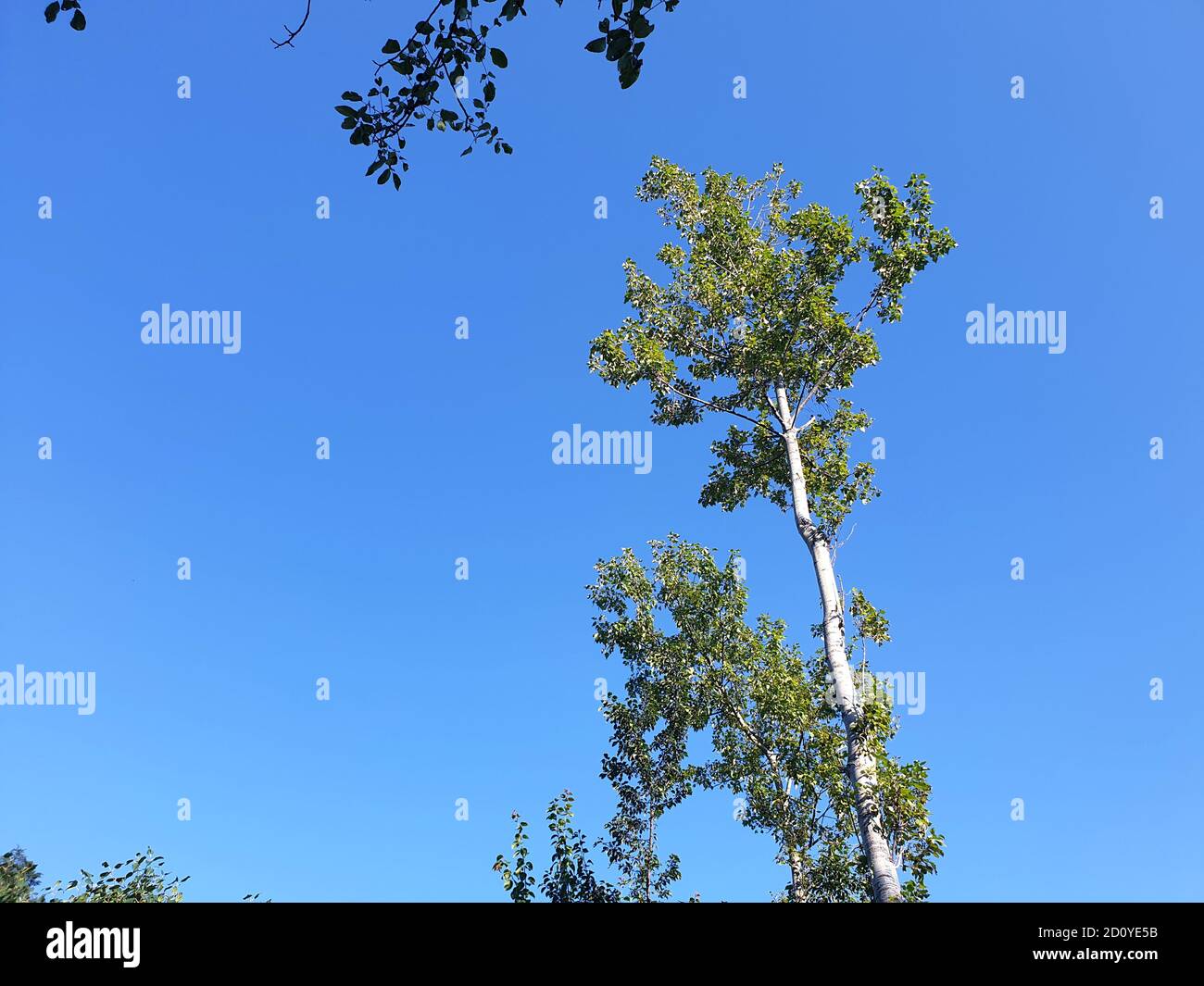 Paddy fields golden yellow and green. landscape nature huge beautiful ...