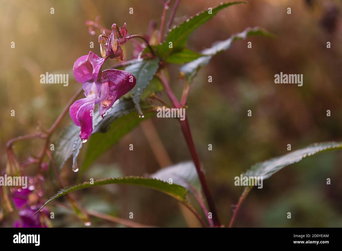 Soft Moist Flower Petals High Resolution Stock Photography and Images ...