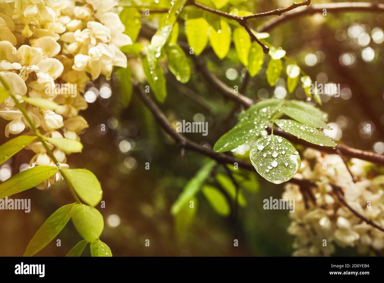 Close up rain wet dripping blossom hi-res stock photography and images ...