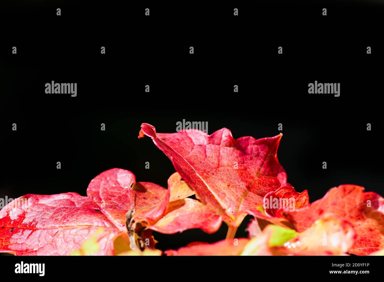 Red ivy leaves hi-res stock photography and images - Alamy