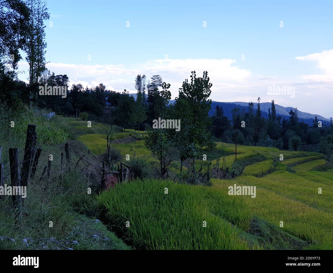 Paddy fields golden yellow and green. landscape nature huge beautiful ...