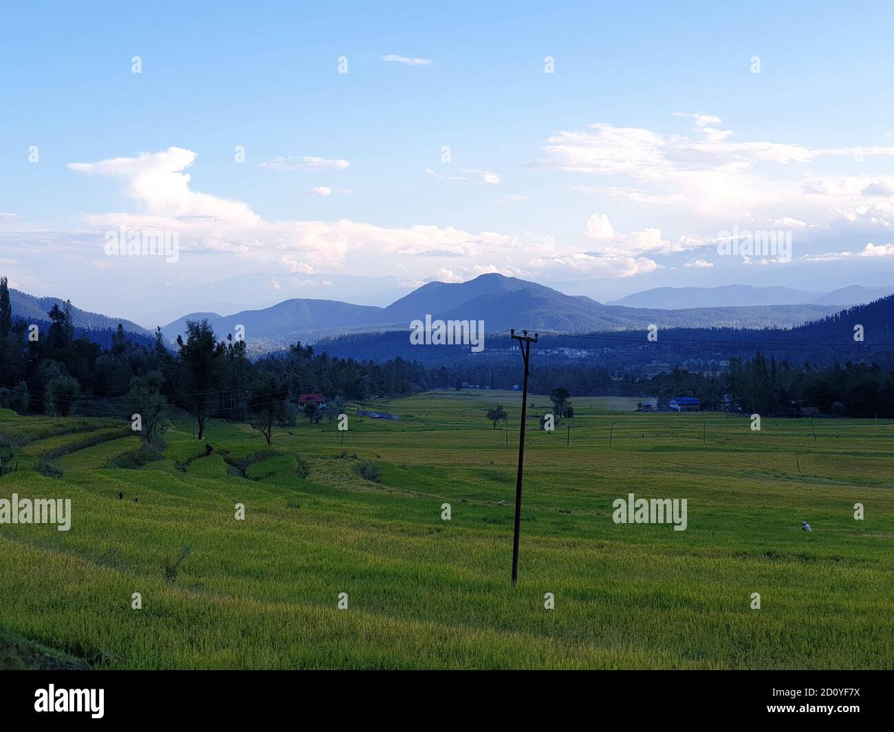 Paddy fields golden yellow and green. landscape nature huge beautiful ...