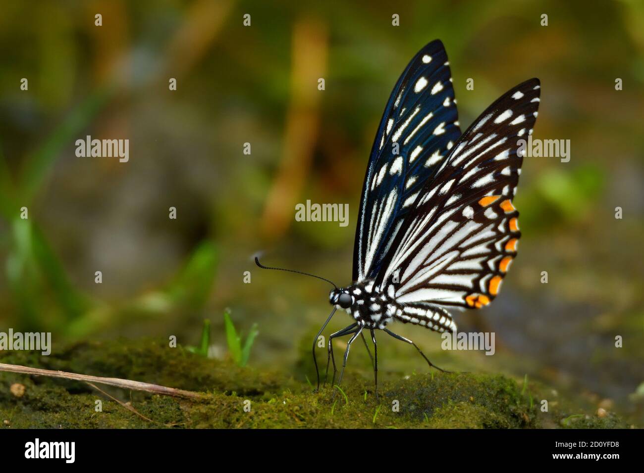 Papilio clytia hi-res stock photography and images - Alamy