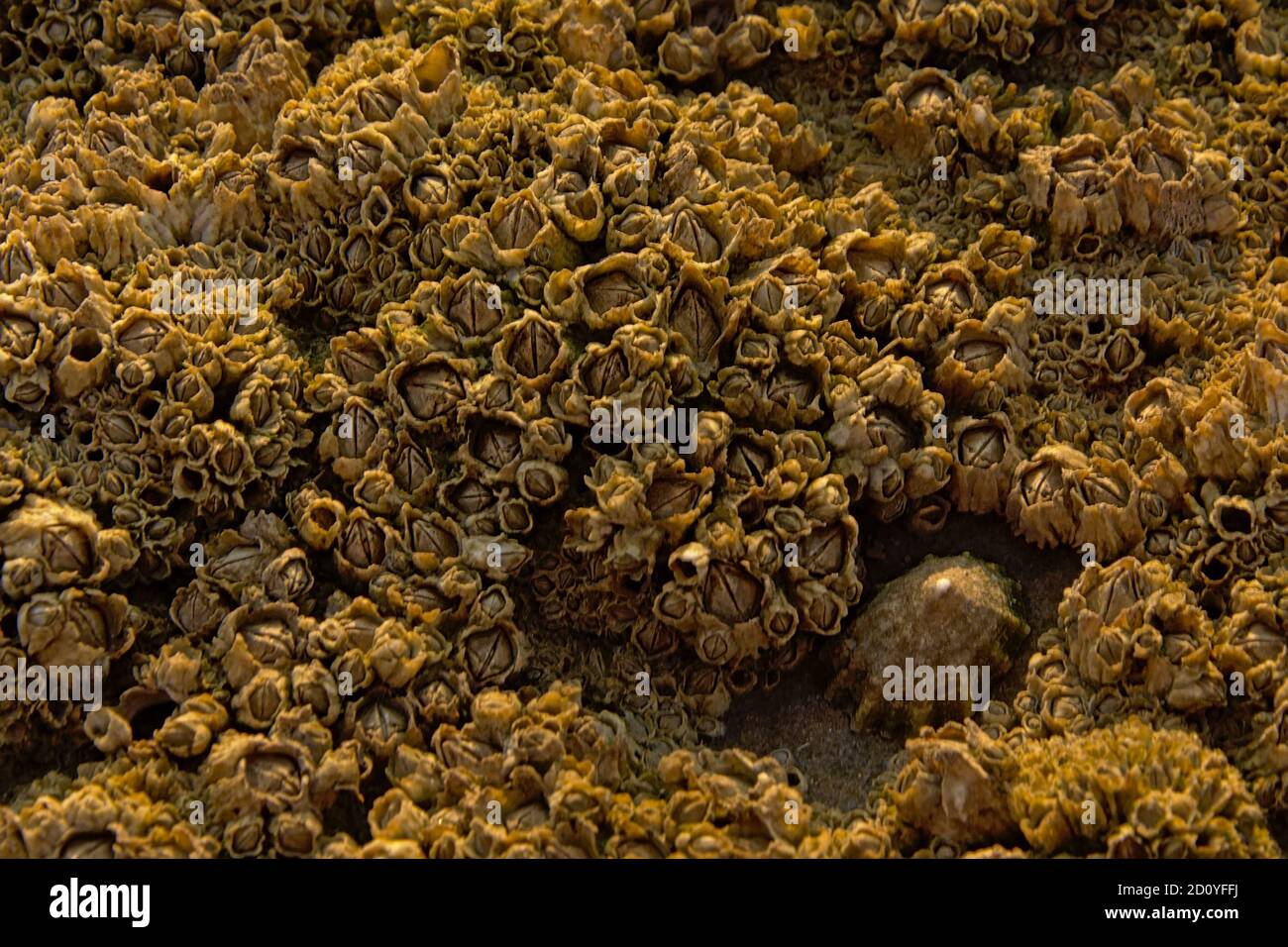barnacle shells on the coast of the north sea Stock Photo - Alamy