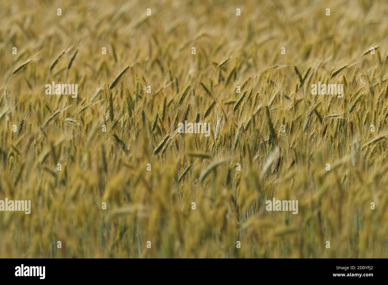 Golden field of grain, rye, Agriculture in the summer, spikes of rye ...