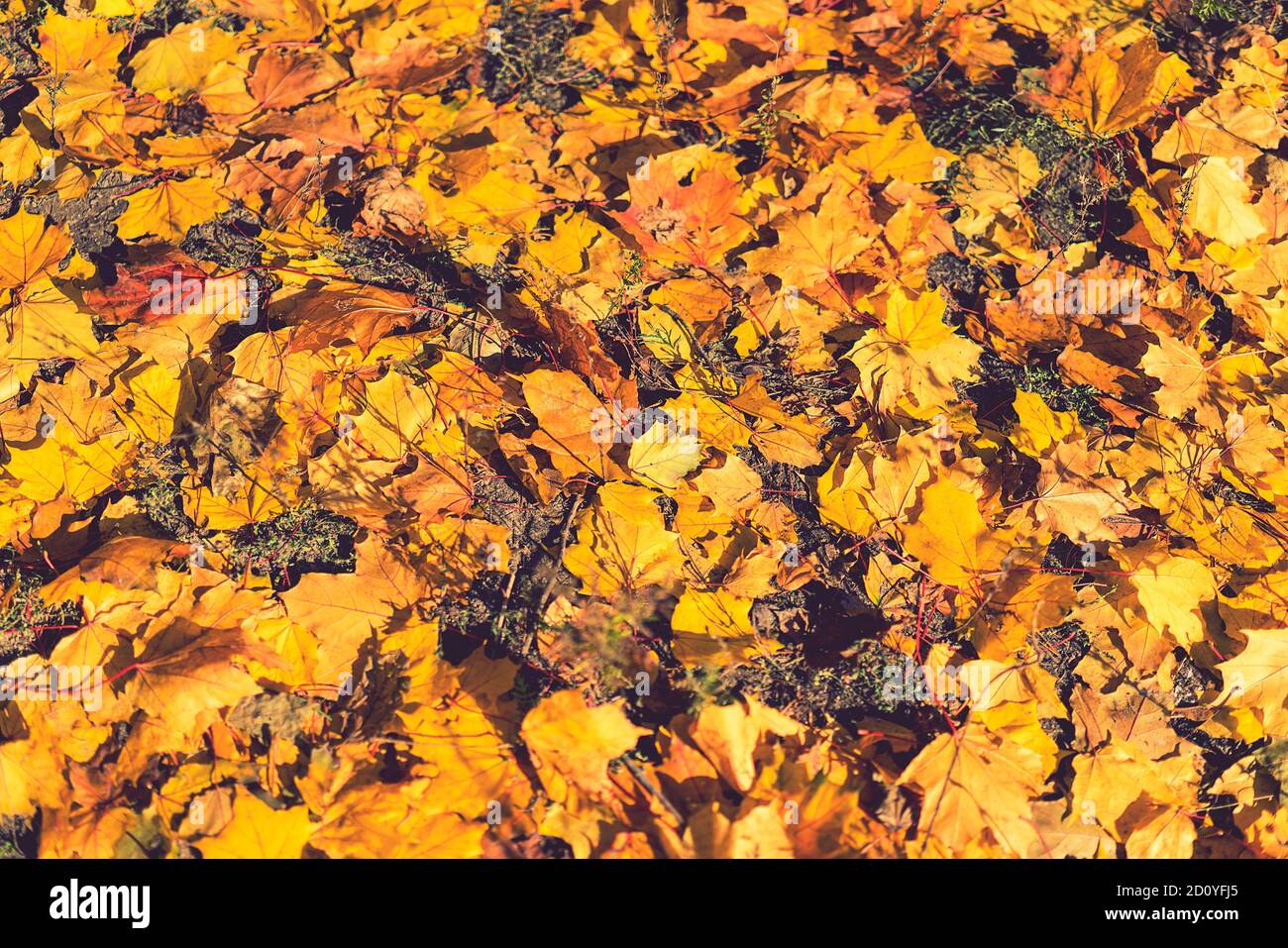 Background of colorful autumn leaves on forest floor Seamless tree bark ...