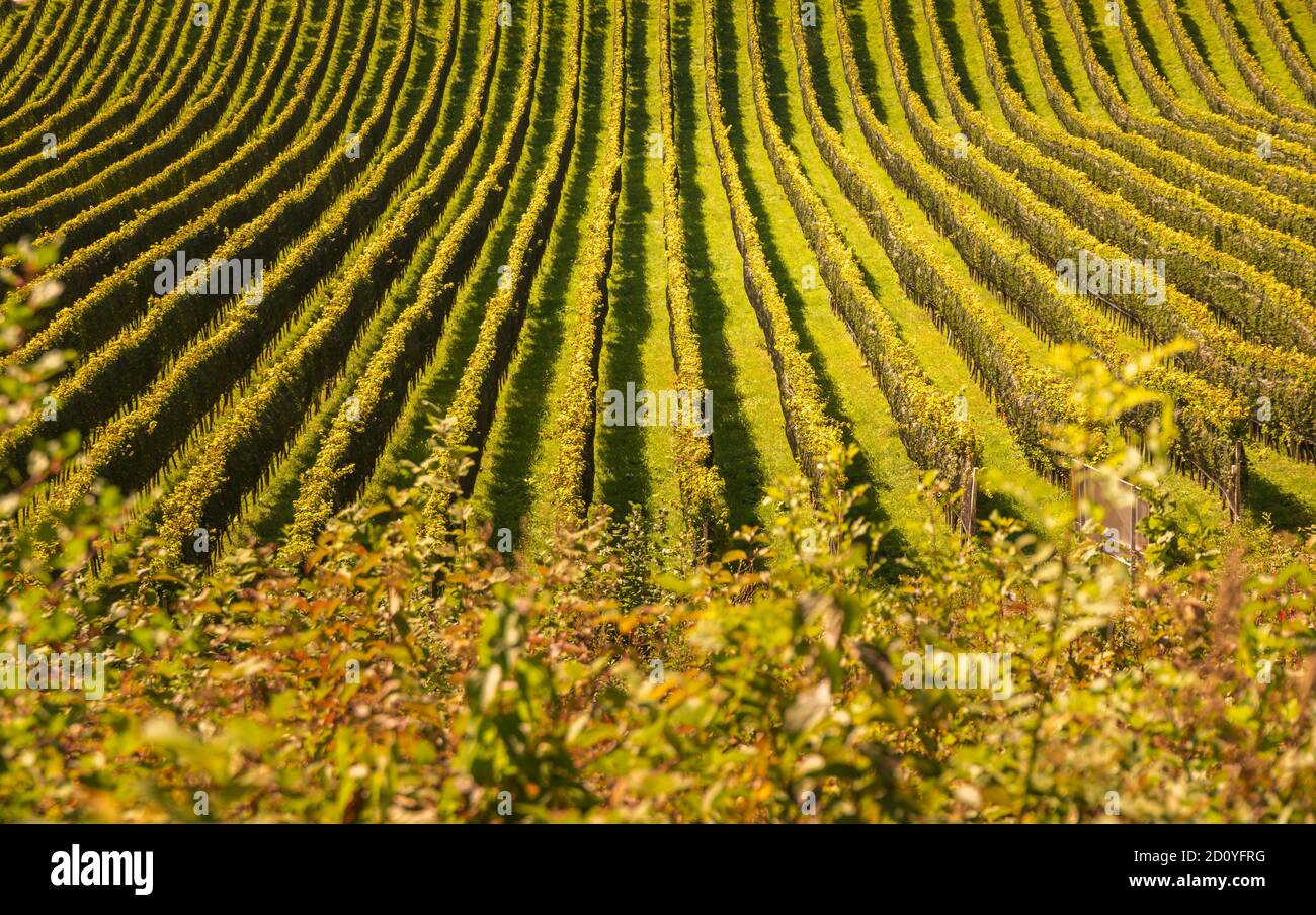 Crops of grape vine saw from wine route on Austria, Slovenia border ...