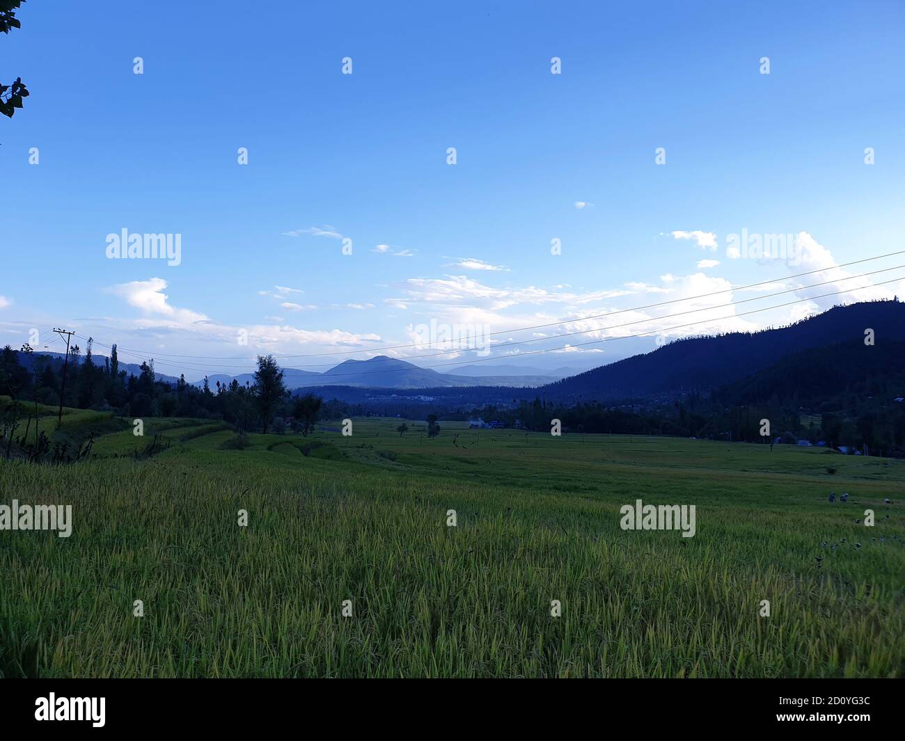 Paddy fields golden yellow and green. landscape nature huge beautiful ...
