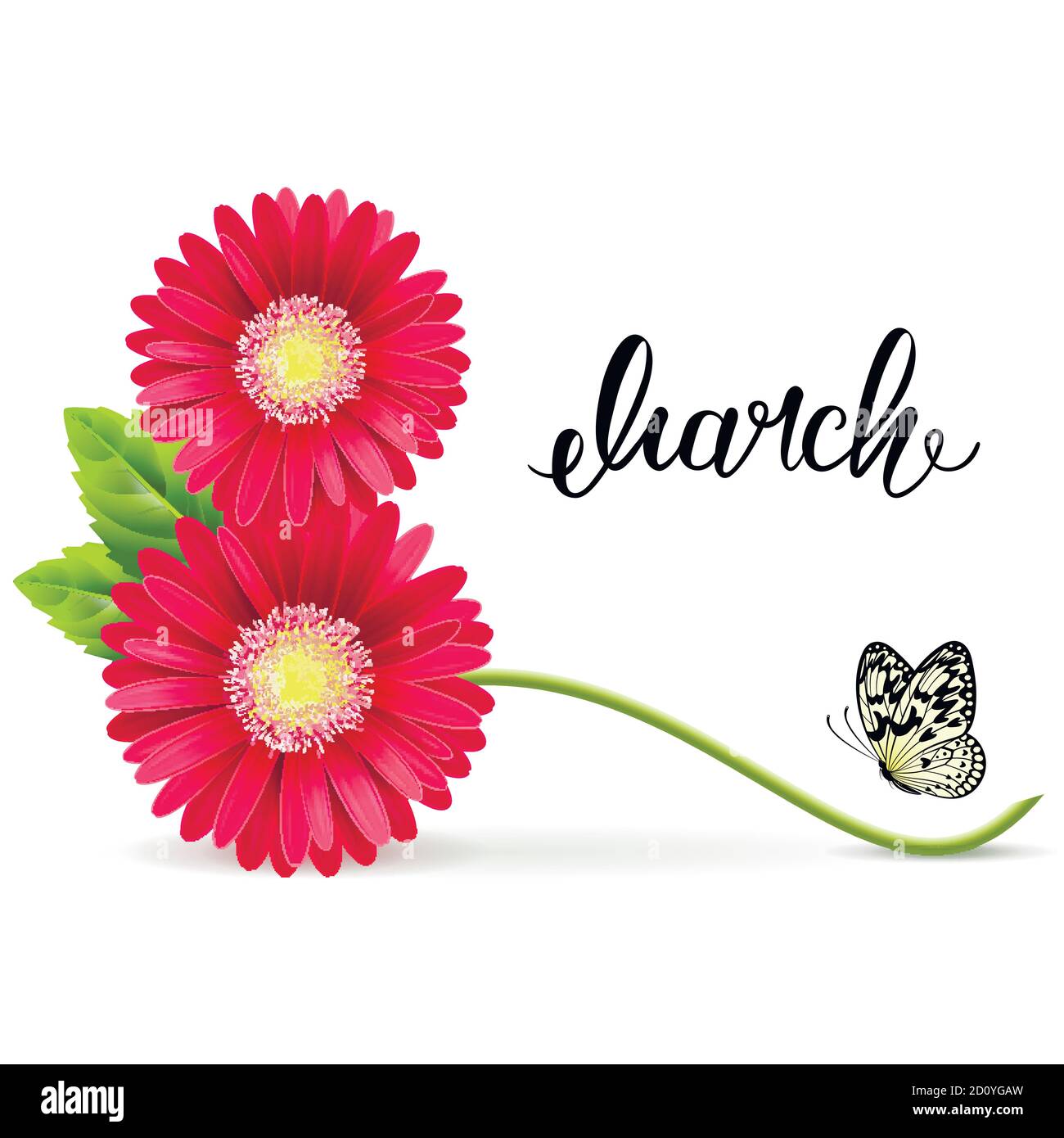 March 8 symbol of gerbera flowers with a butterfly on a white ...
