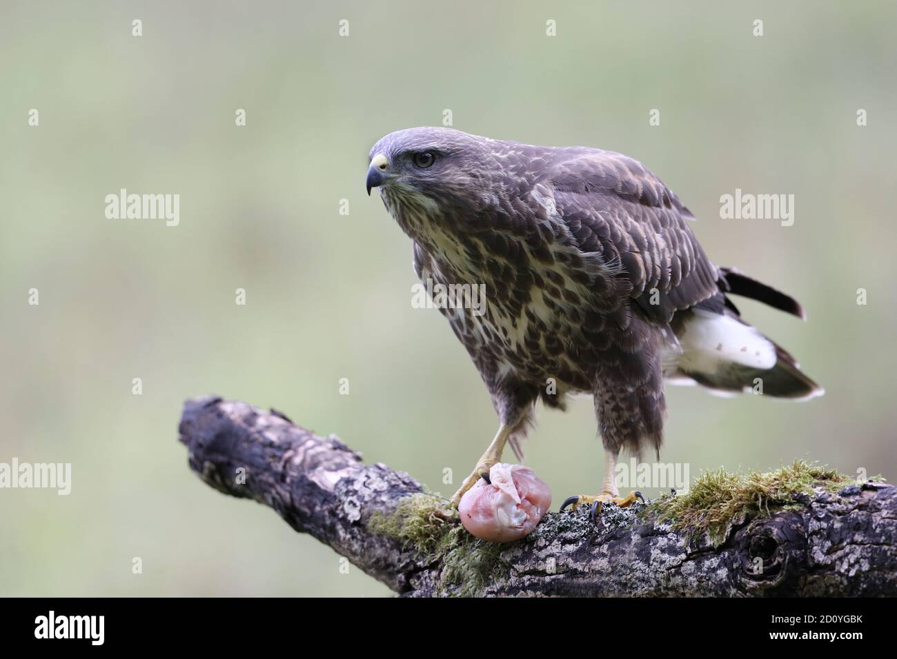 The common buzzard is a medium-to-large bird of prey which has a large ...