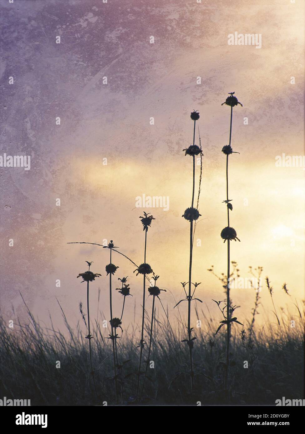 African sun hi-res stock photography and images - Alamy