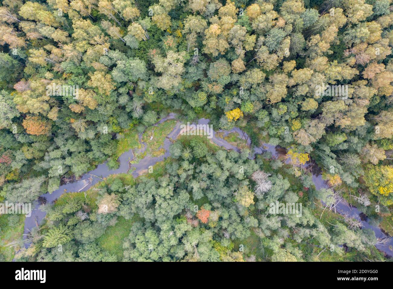 Aerial top down view of winding river flowing through green forest Stock Photo - Alamy