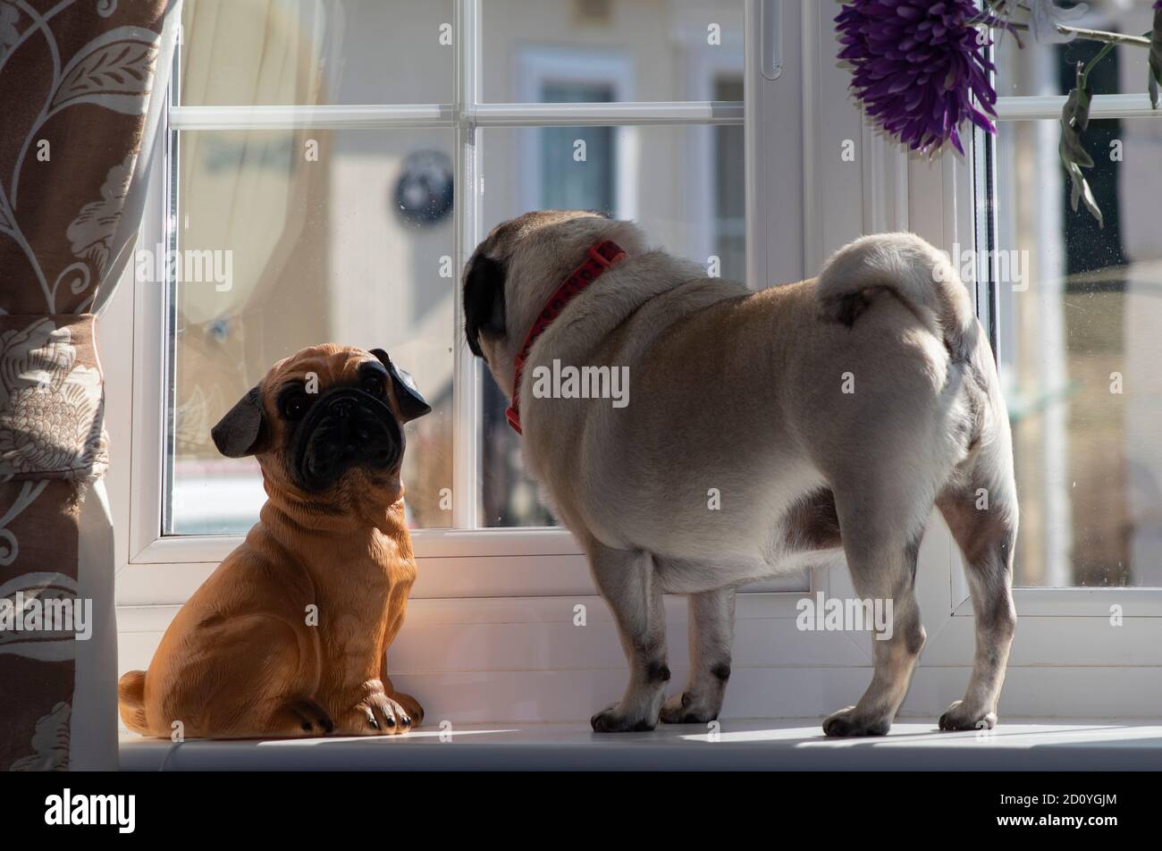 Pug stood next to an ornament looking out through window Stock Photo ...