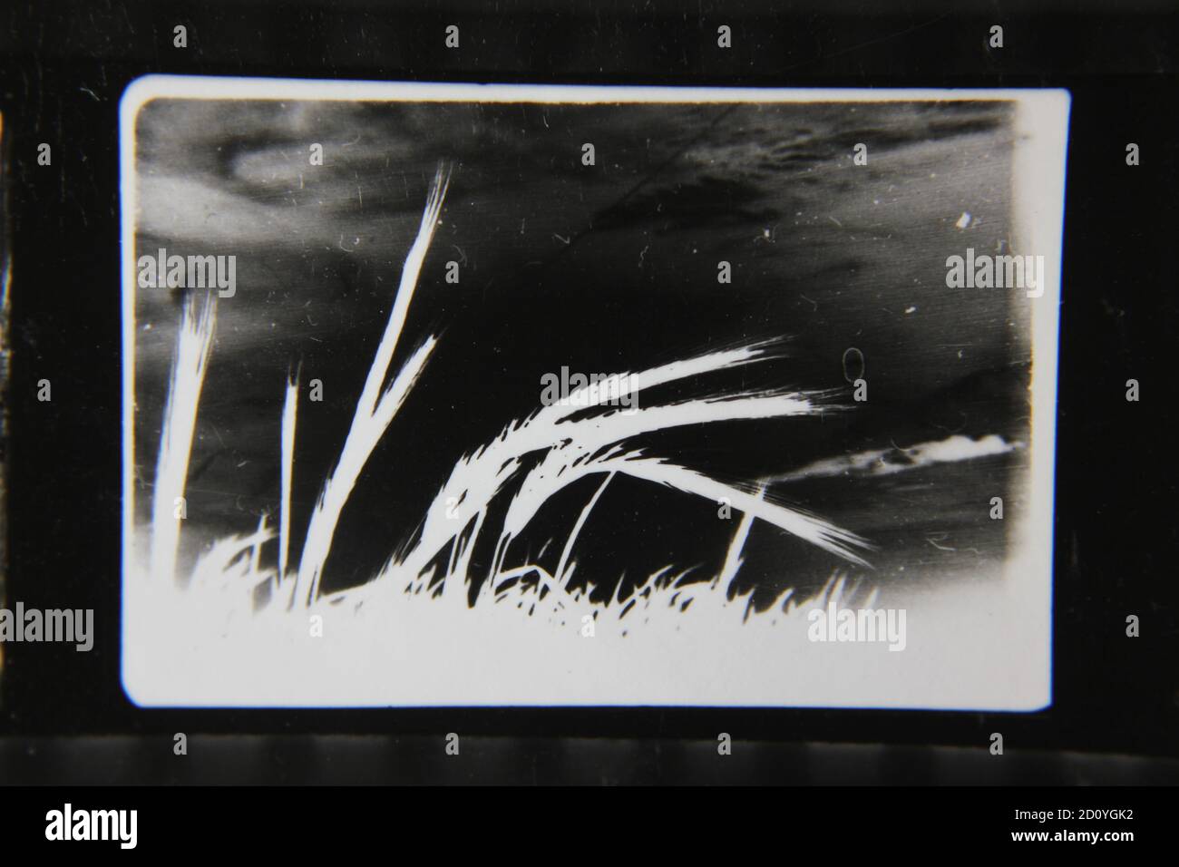 Fine 1970s vintage black and white photography of wild grasses growing ...