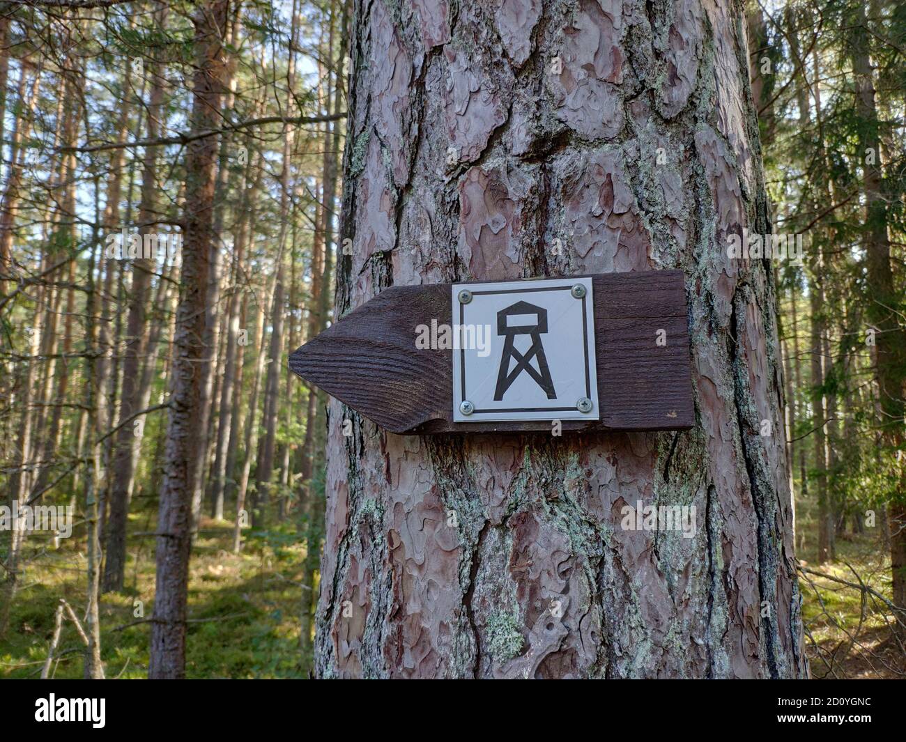 Wooden sign on pine tree leading to a watch tower. Forest background ...
