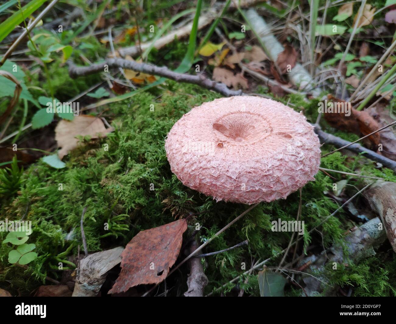 Woolly milkcap hi-res stock photography and images - Alamy